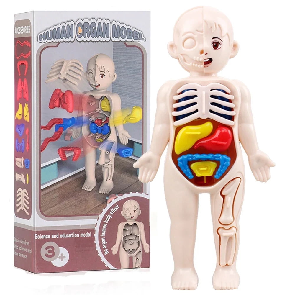 Montessori Toys Children Science Education Human Body Organ Anatomy ...