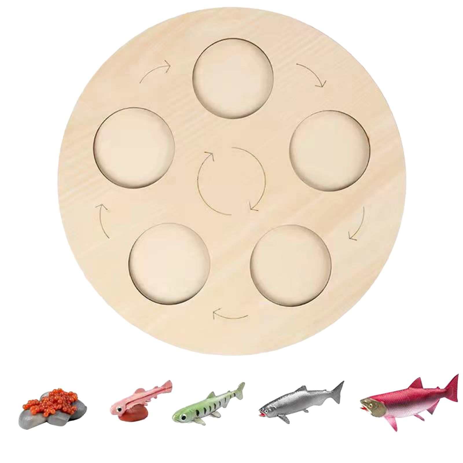 Montessori Wooden Life Cycle Board Educational Toy Circular Growth ...