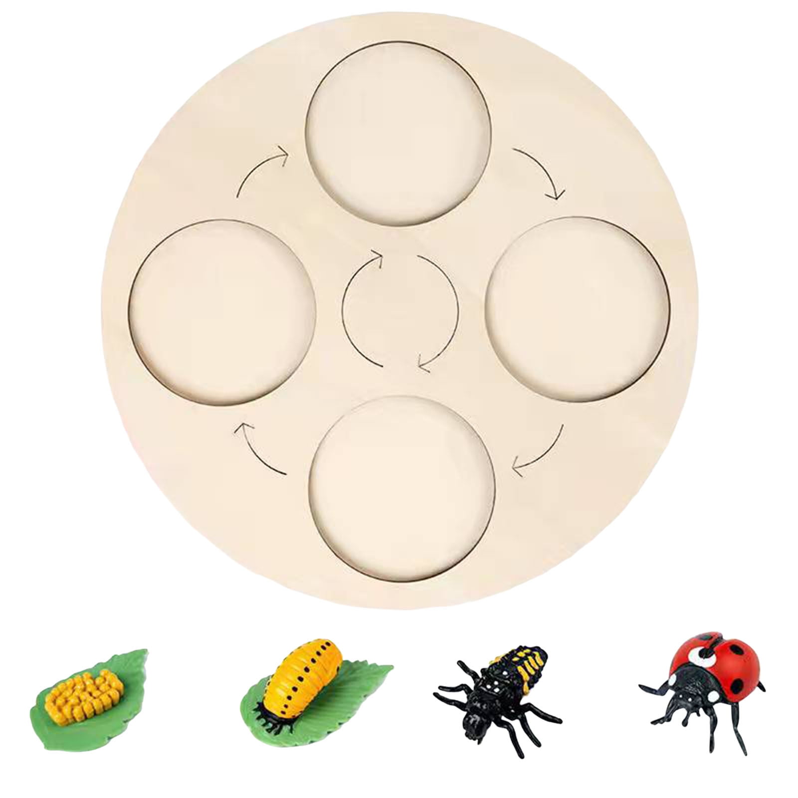 Montessori Wooden Life Cycle Board Educational Toy Circular Growth ...
