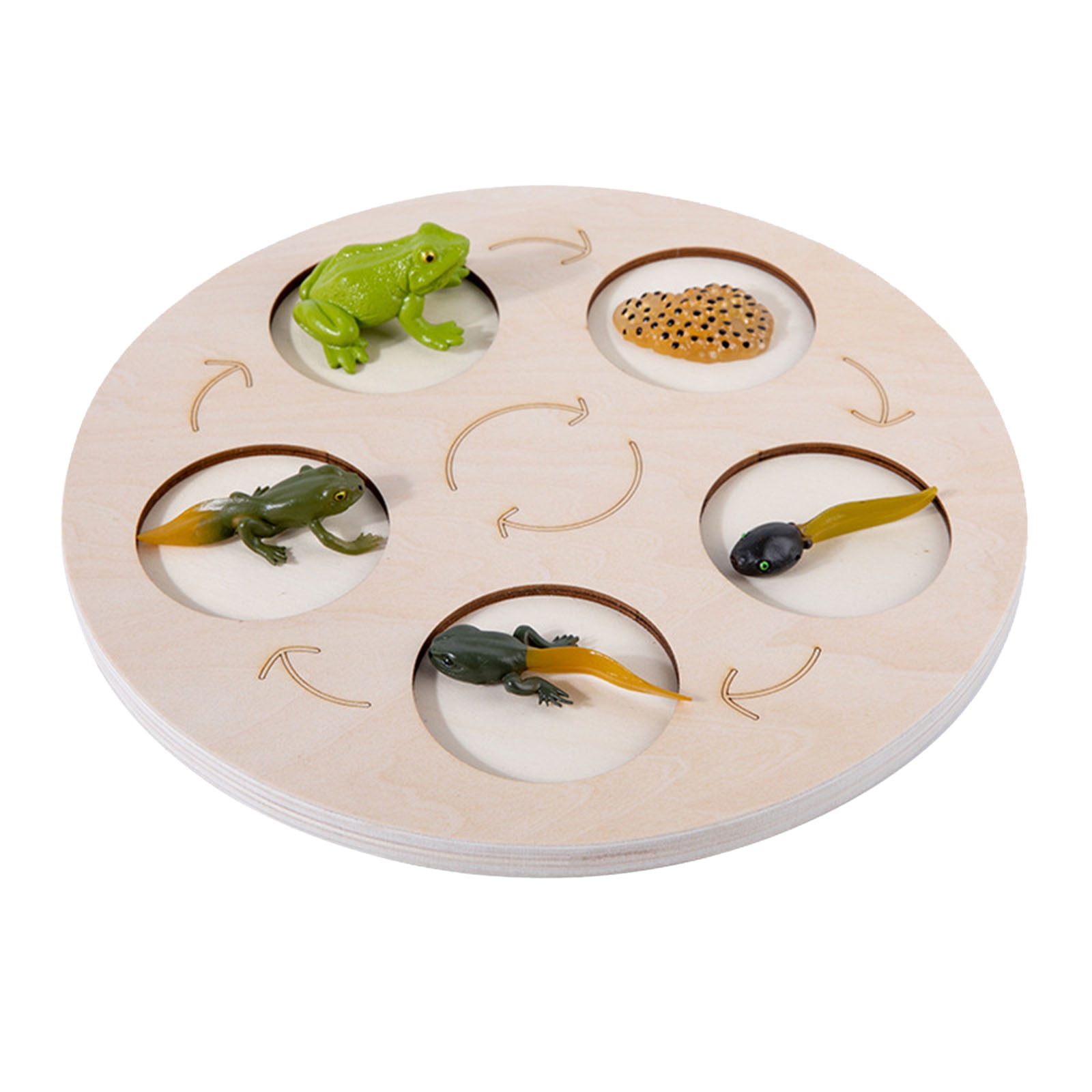 Montessori Wooden Life Cycle Board Educational Toy Circular Growth ...