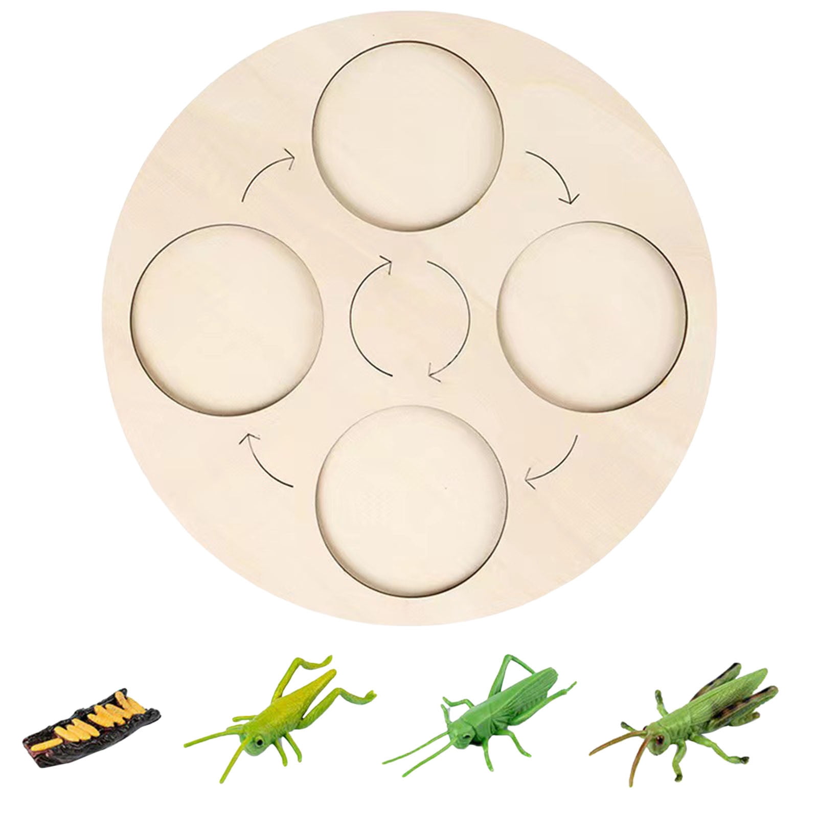 Montessori Wooden Life Cycle Board Educational Toy Circular Growth ...