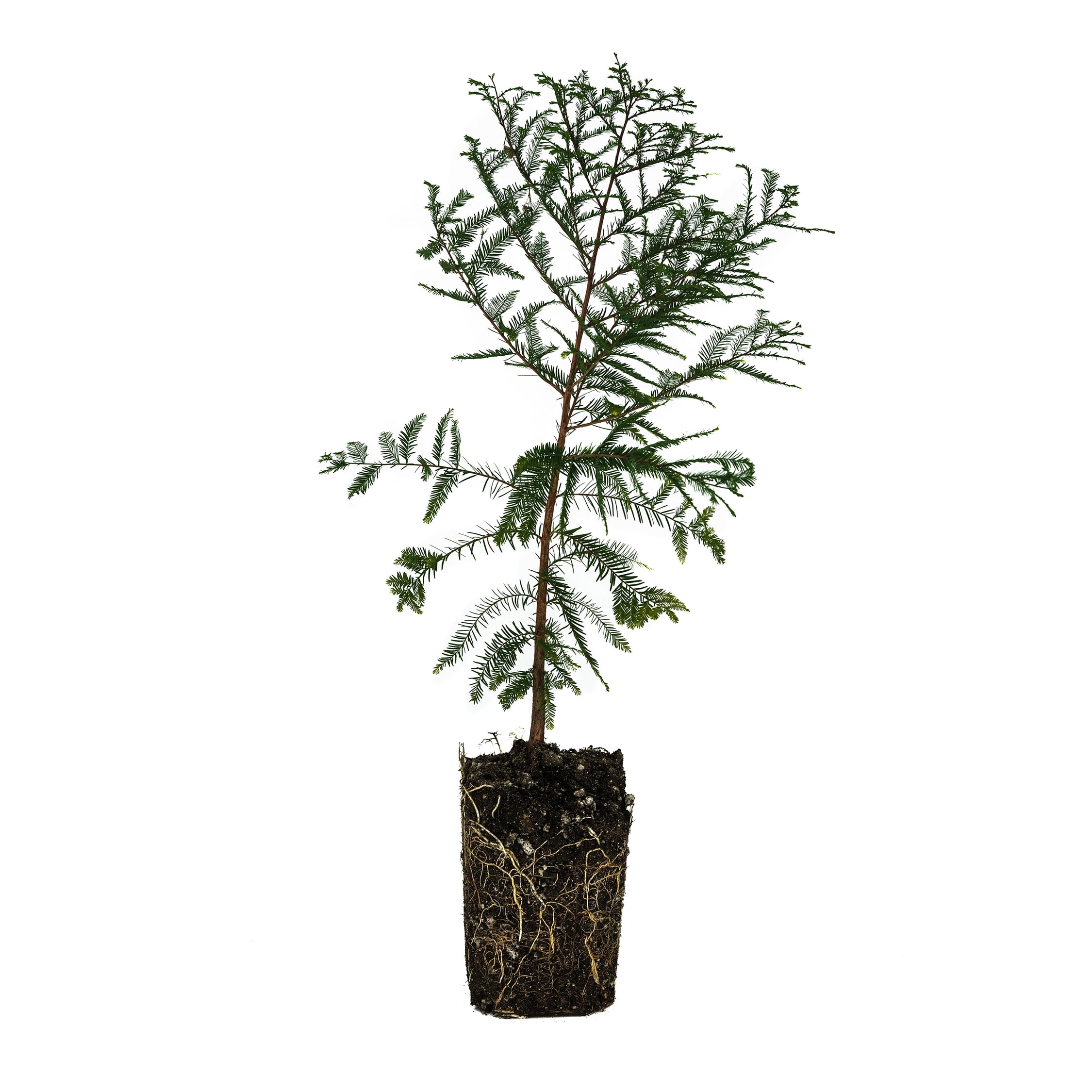 Montezuma Cypress | XL Tree Seedling | The Jonsteen Company - Walmart.com