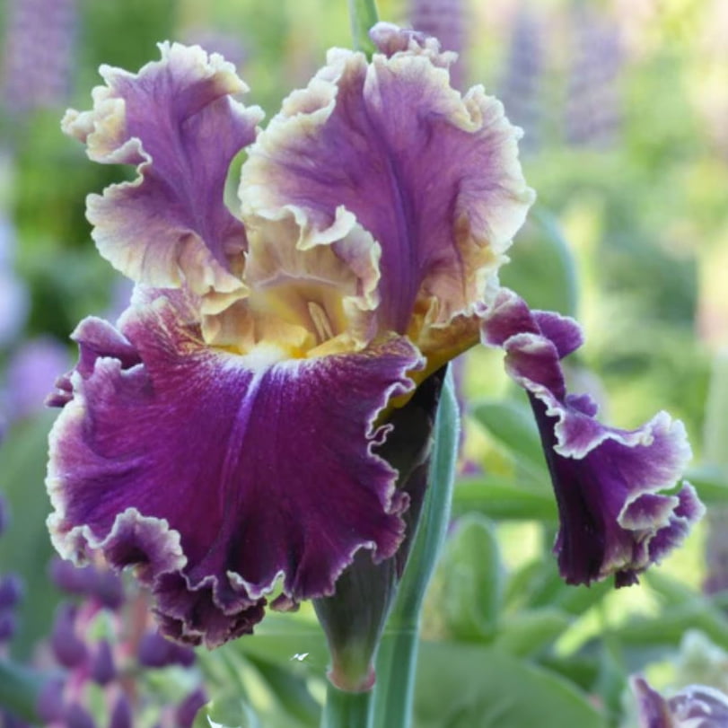 Montmartre Bearded Iris Flower Bulbs - 1 Rhizome per Pack - Pleasantly ...