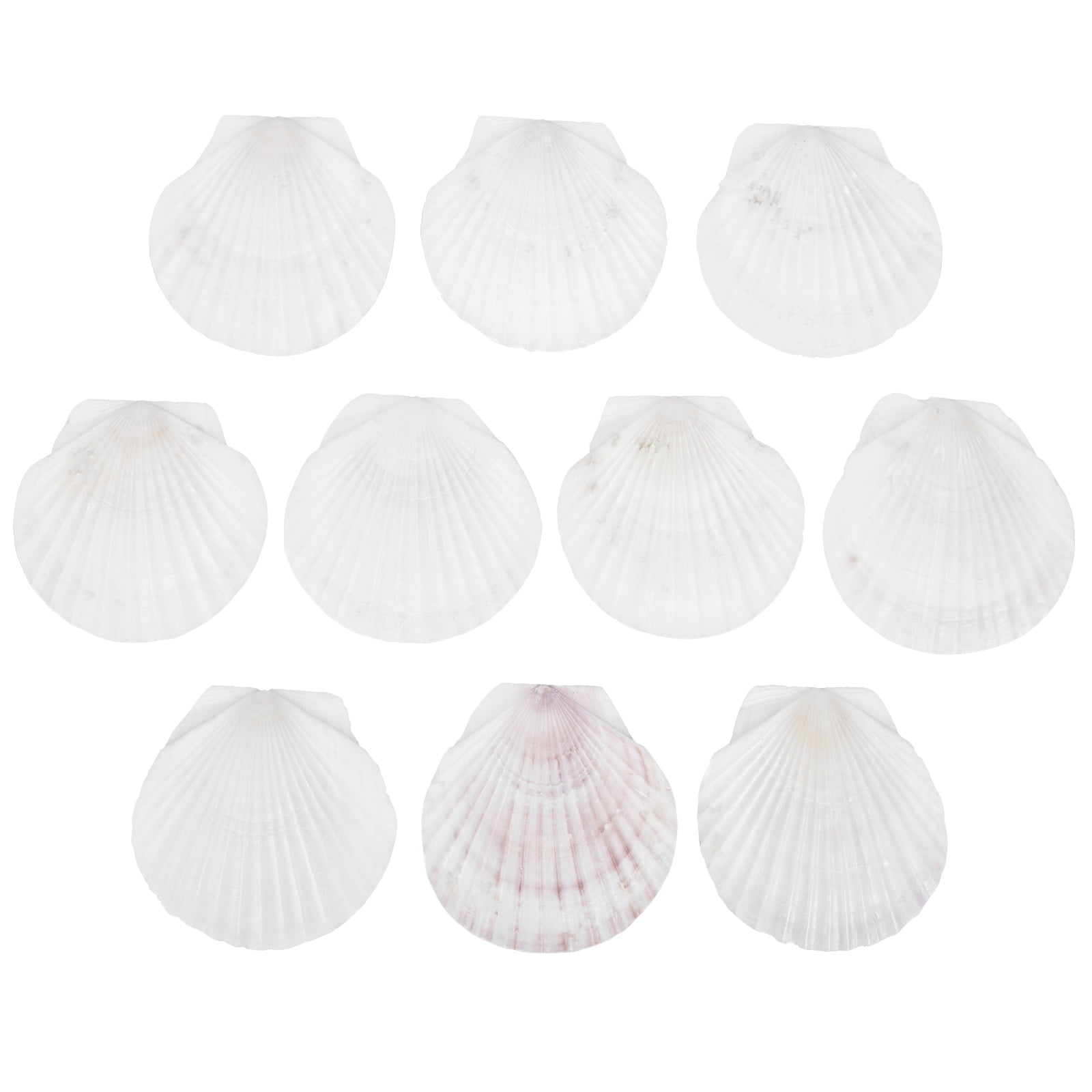 Monyance scallop shells 10pcs Natural Scallop Shells Bulk DIY Craft Sea ...