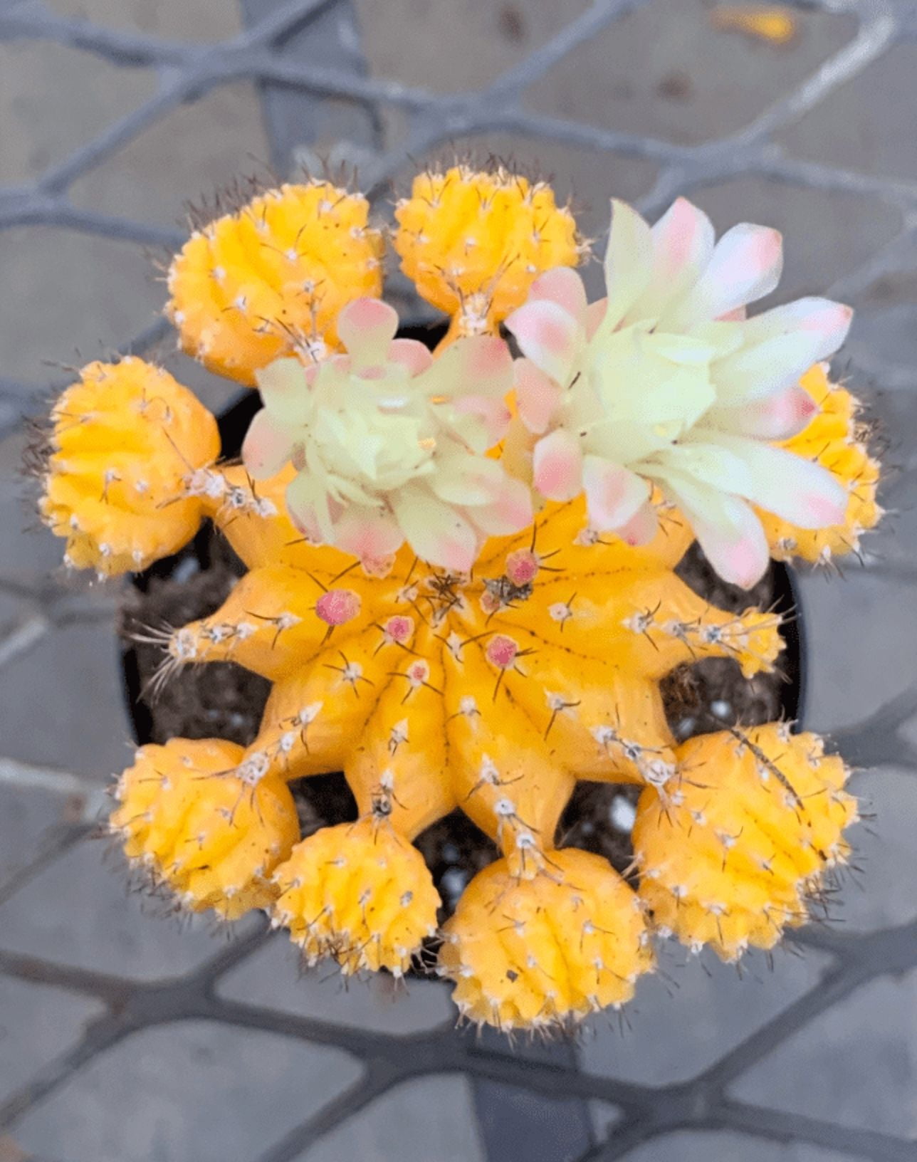 Moon Catus Plant Live for Planting, Yellow Catus Live Plant in 3 Inch ...