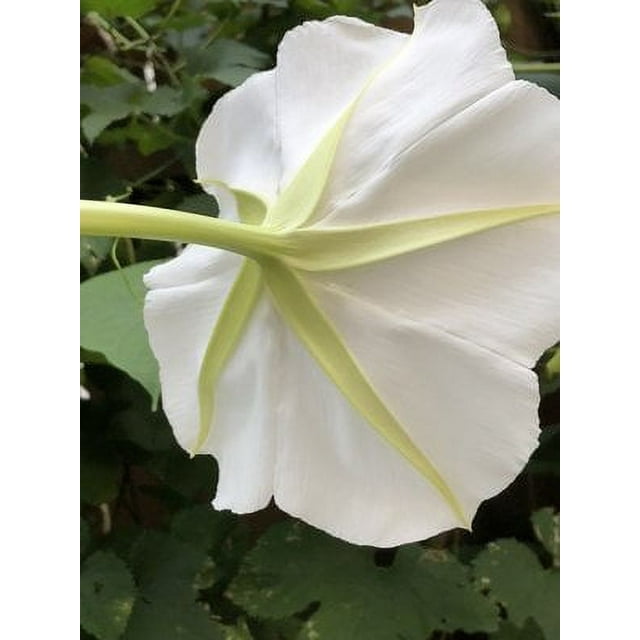 Moon Flower Seeds (Ipomoea alba), Climbing Vine, 25 Seeds (10 grams ...