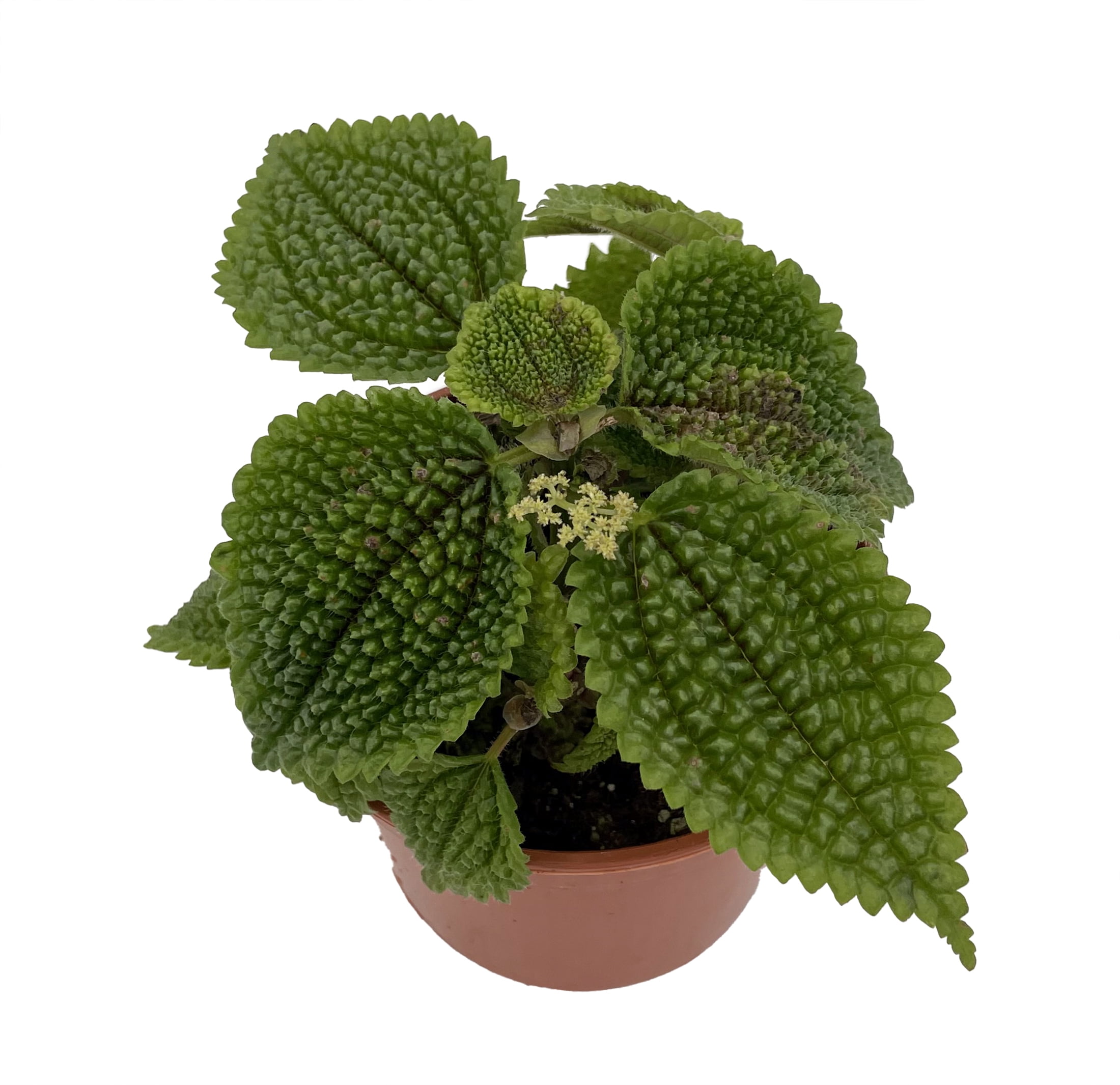 Moon Valley Live Indoor Pilea Plant - Vibrant Houseplant in 3.7" Pot ...