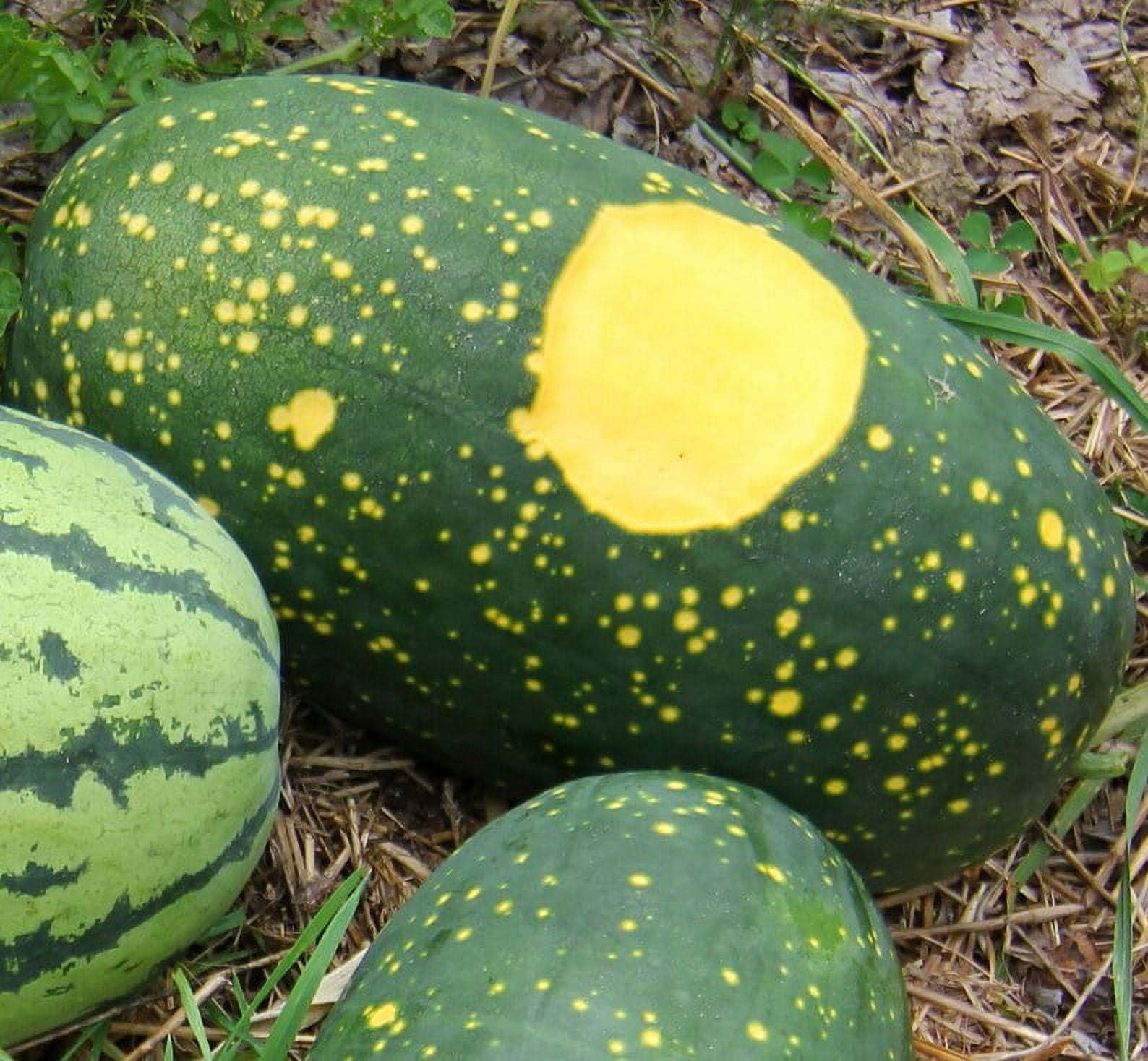 Moon and Stars Watermelon Heirloom Seed Packet - Walmart.com