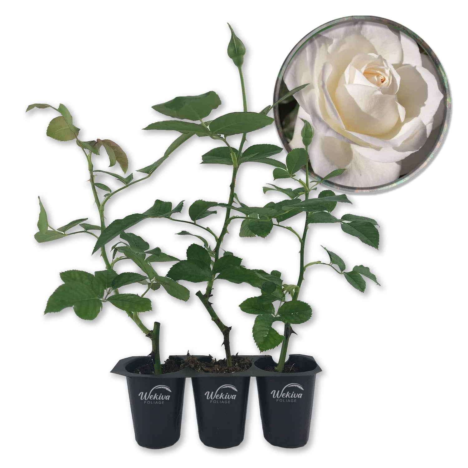 Moondance Rose Bush - 3 Live Starter Plants in 2 Inch Growers Pots ...