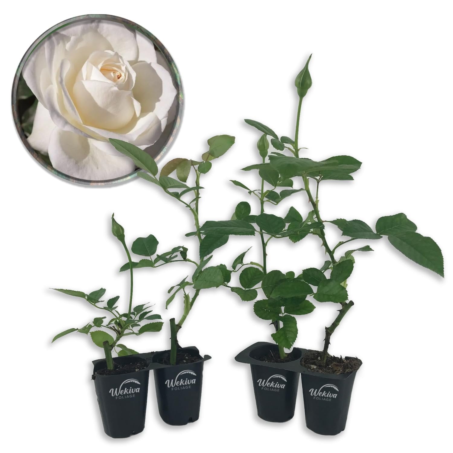 Moondance Rose Bush - 4 Live Starter Plants in 2 Inch Growers Pots ...