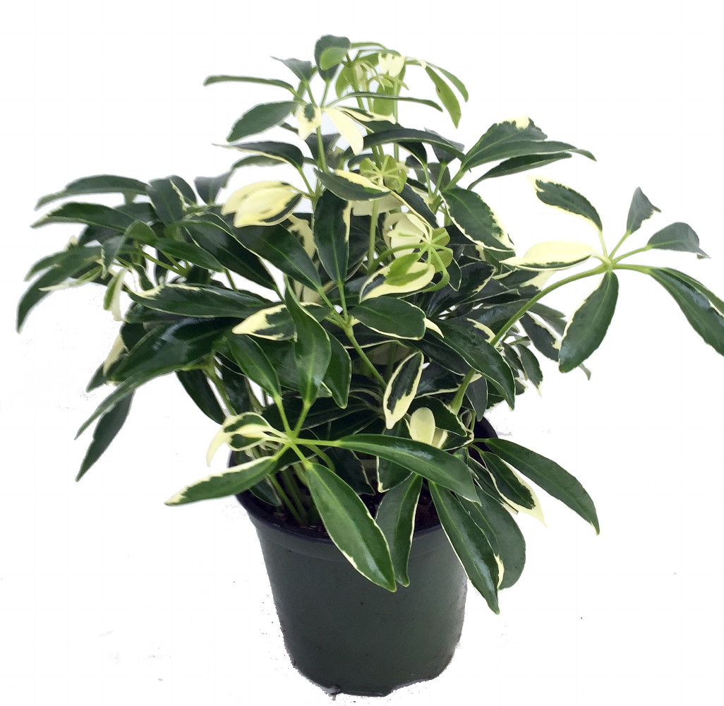 Creme & Green Hawaiian Schefflera 2 Plants - Great Indoors - 3" Pot ...
