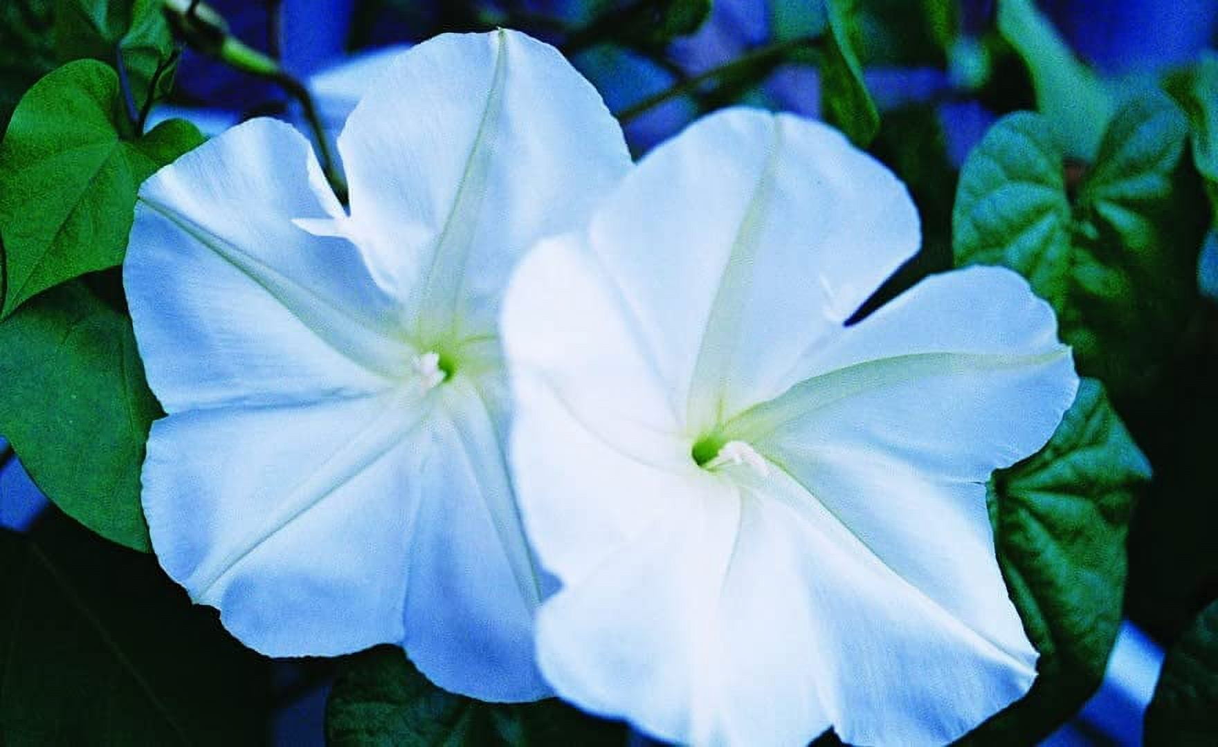 Moonflower Seeds | 20 Pack | Night Blooming, Moonlight Reflecting ...