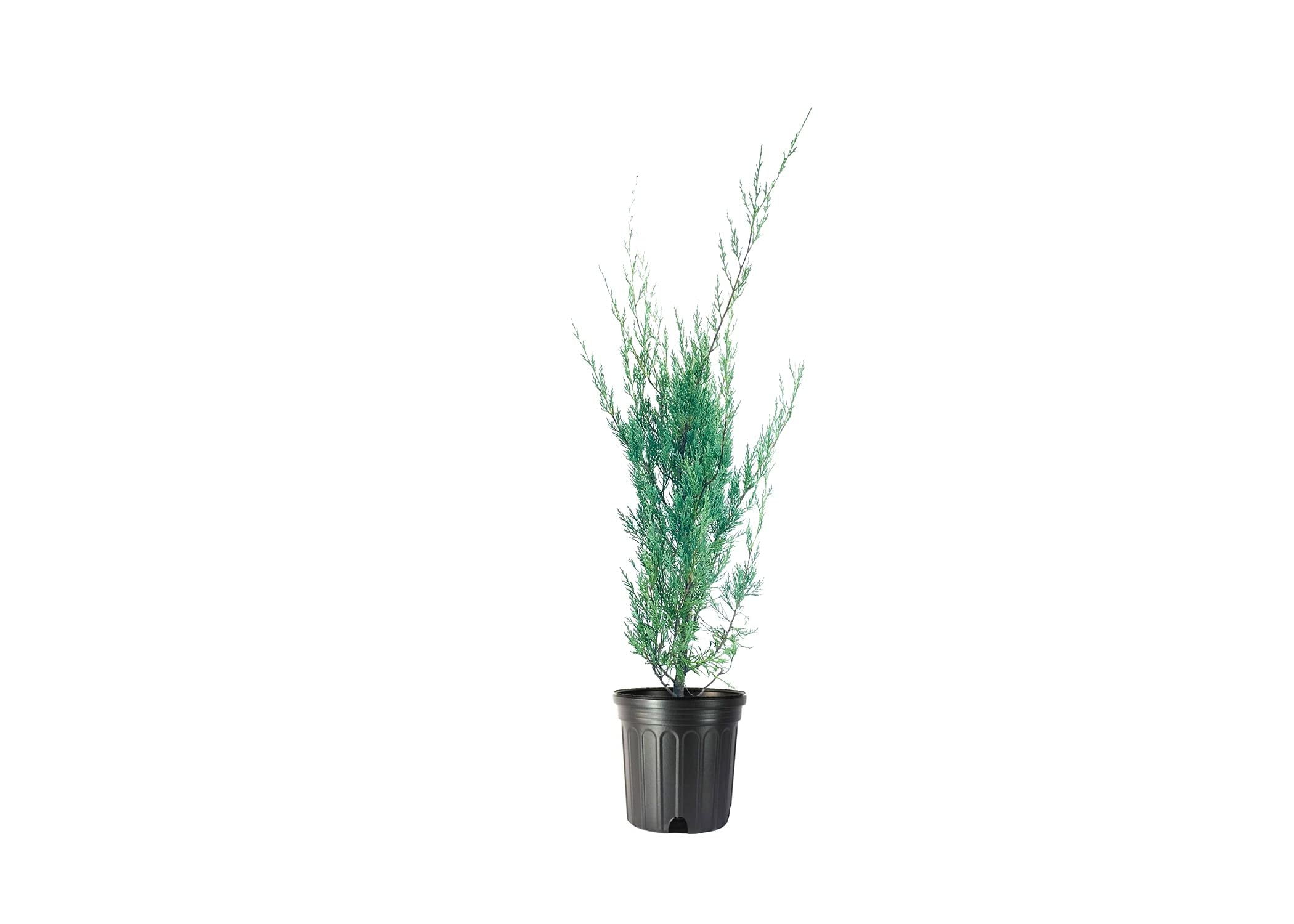 Moonglow Juniper 2 Live Gallon Size Trees Juniperus Scopulorum Drought ...
