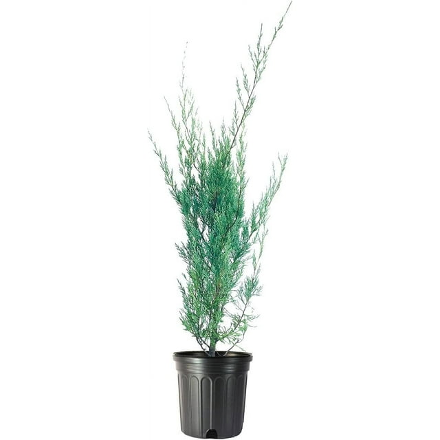 Moonglow Juniper 2 Live Gallon Size Trees Juniperus Scopulorum Drought ...