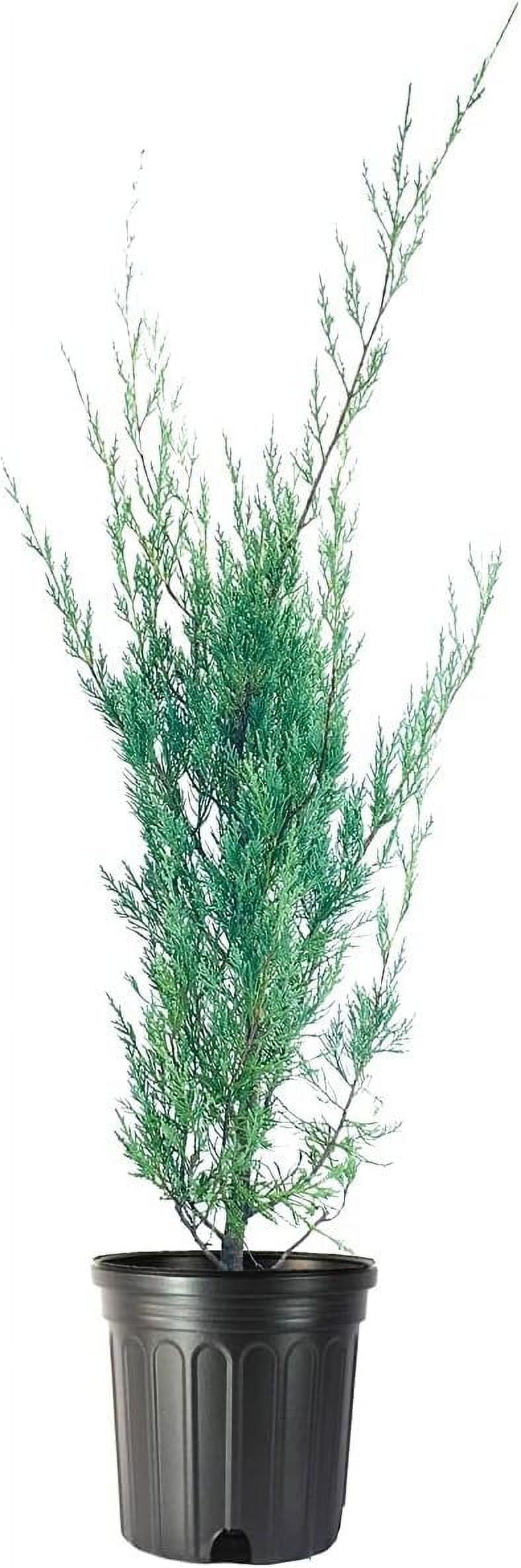 Moonglow Juniper 3 Live Gallon Size Trees Juniperus Scopulorum Drought ...