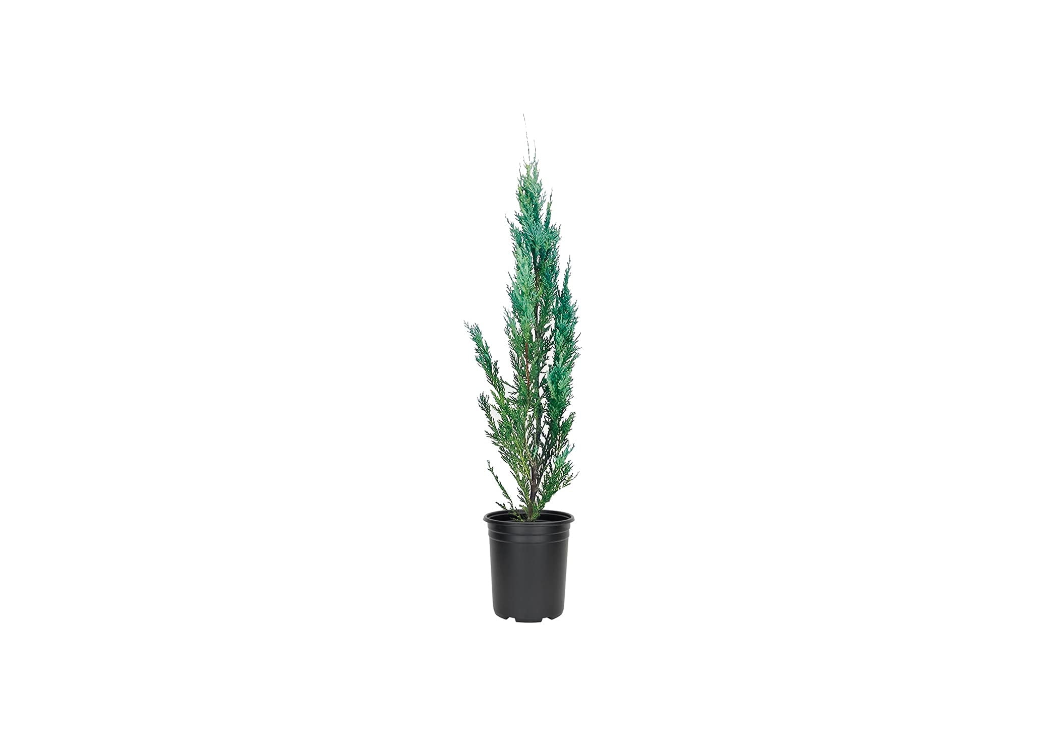 Moonglow Juniper Juniperus Scopulorum | 3 Live 4 Inch Plants | Drought ...
