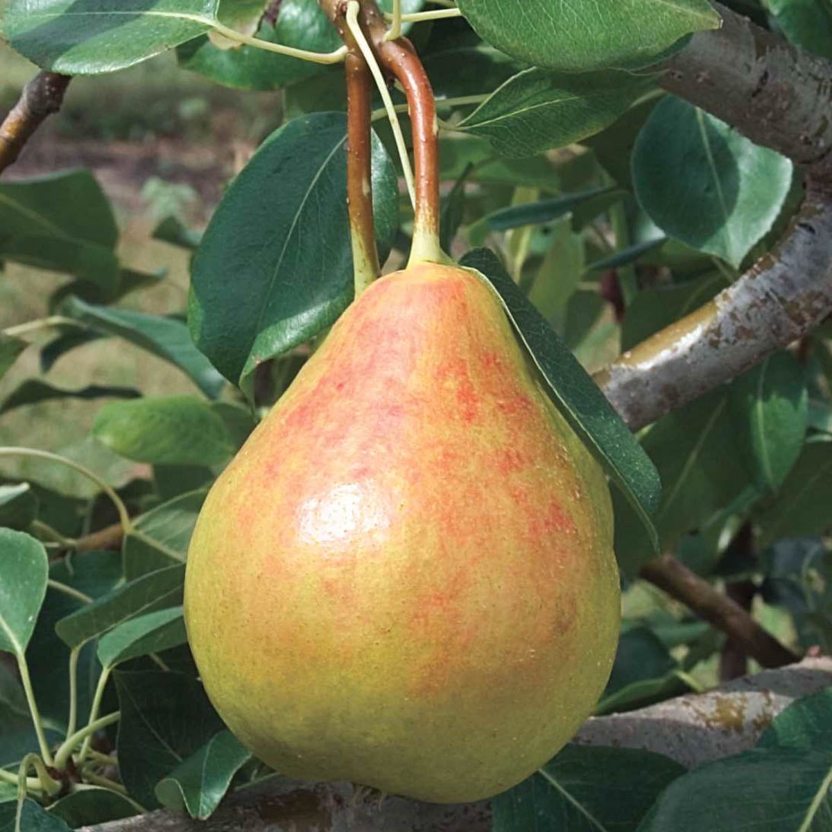 Gurney's Moonglow Pear Live Shrub, Delicious Fruit - Walmart.com
