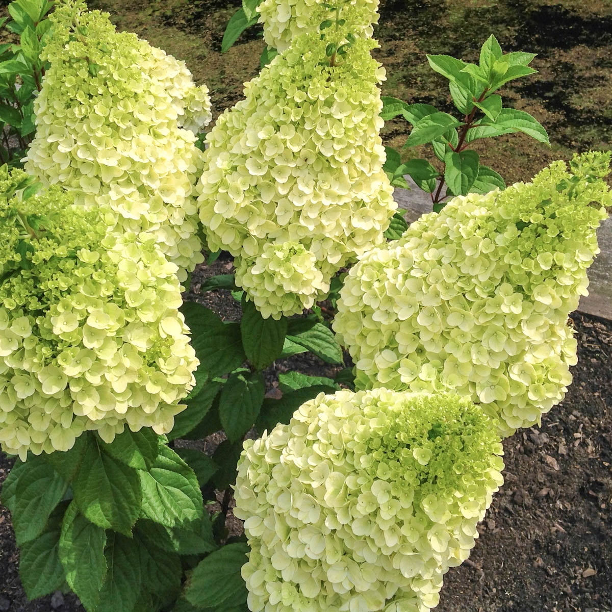 Moonrock Hydrangea Bush Potted Flowering Shrub, in a 2.25 Gal. Pot ...