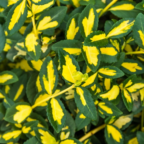 Moonshadow Euonymus Dormant Bare Root Broadleaf Evergreen Groundcover ...