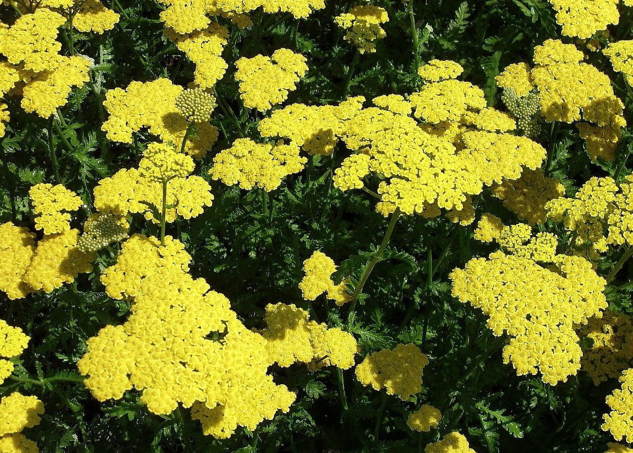 Achillea Moonshine Yarrow