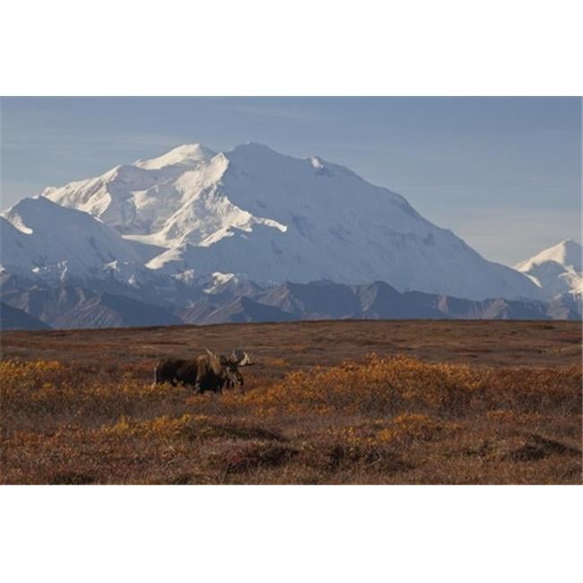 Moose Bull Standing On Ridge in Shrub Tundra with Denali & Alaska Range ...