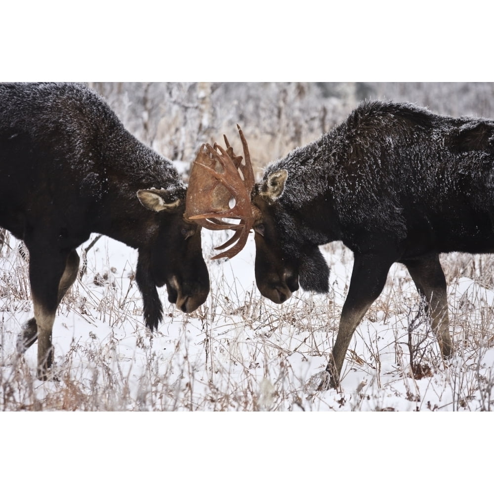 Moose Fighting Gaspesie National Park Quebec Poster Print - Walmart.com