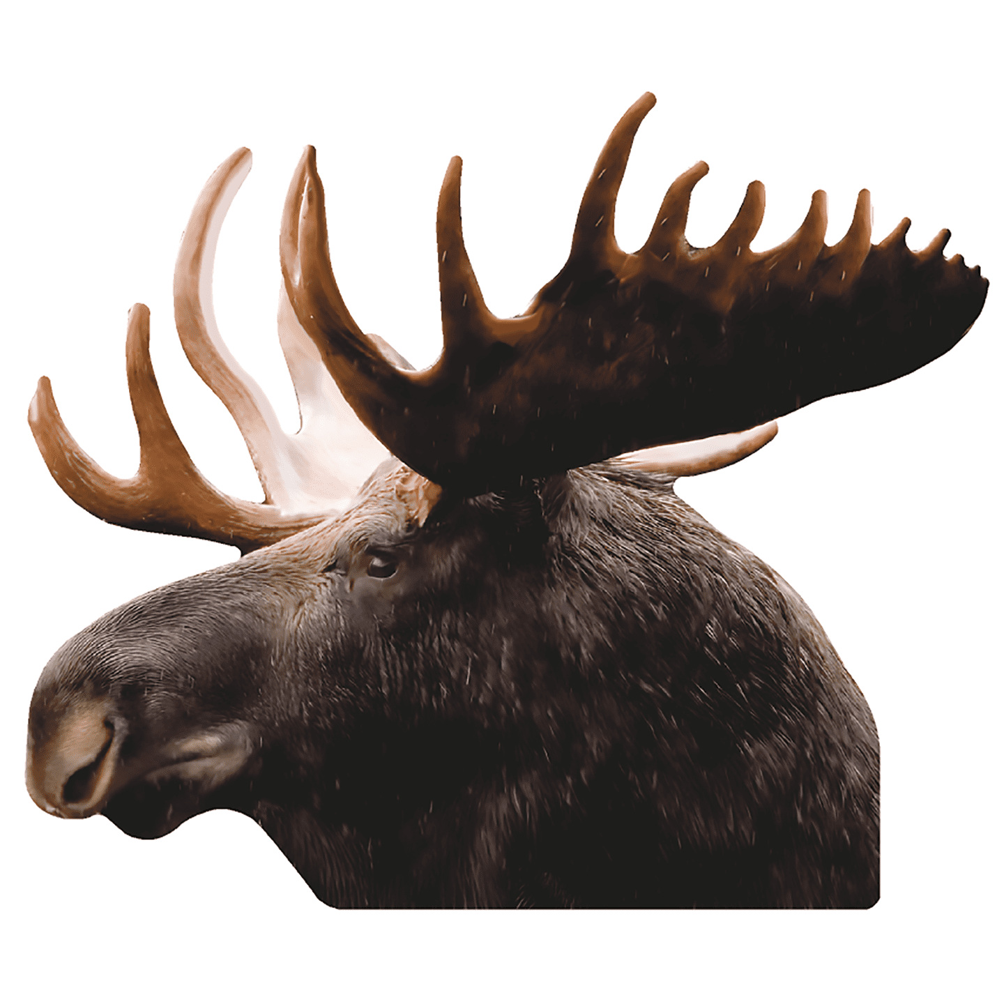 Moose Head Facing Left 32 inch Cardboard Cutout Standee Standup ...