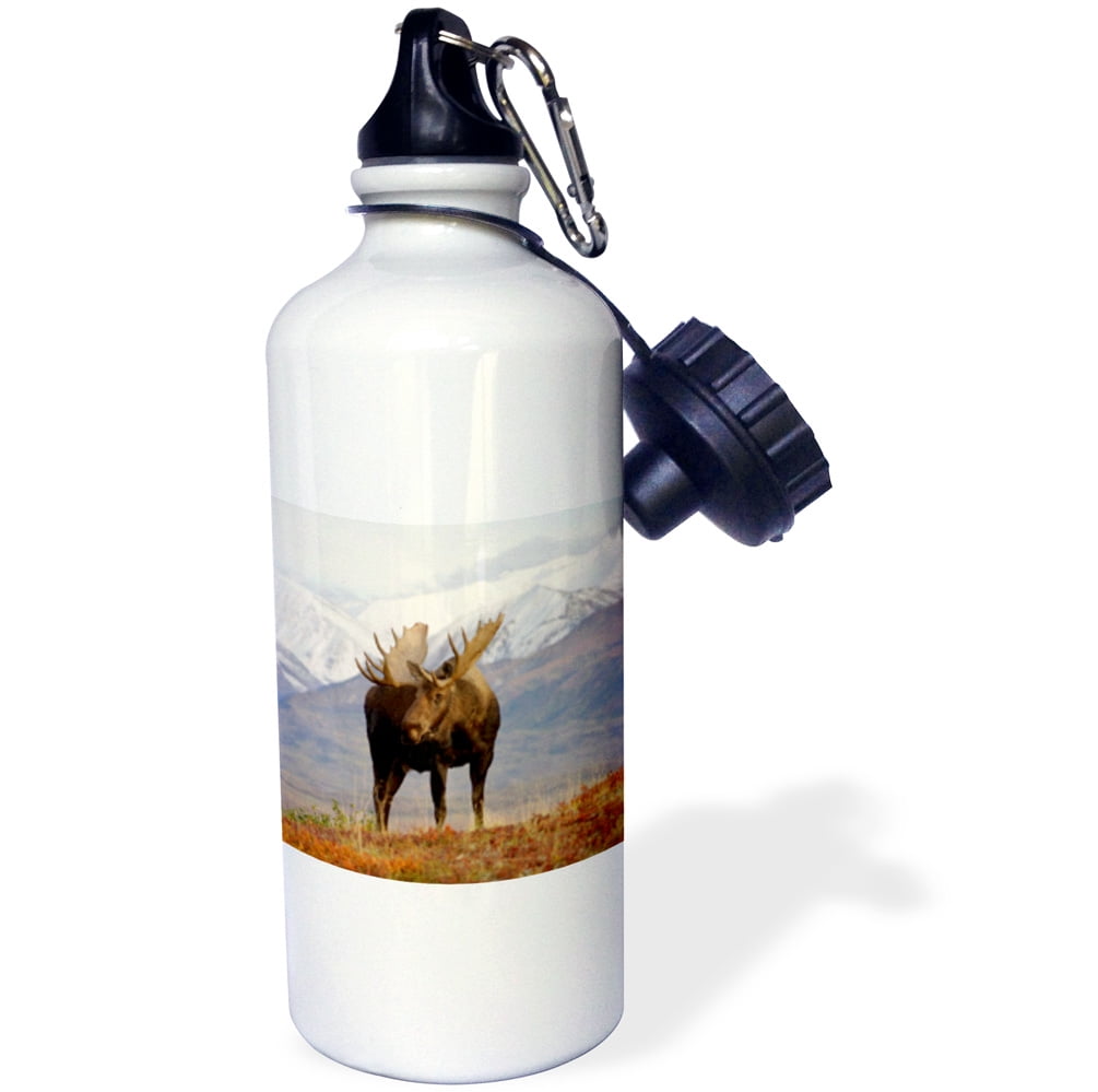 Moose bull wildlife, Denali National Park, Alaska - US02 SKA3065 ...