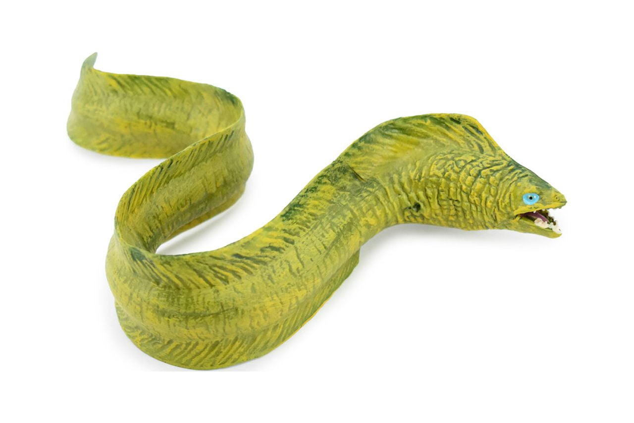 Moray Eel, Museum Quality, Hand Painted, Rubber Fish, Realistic Toy ...