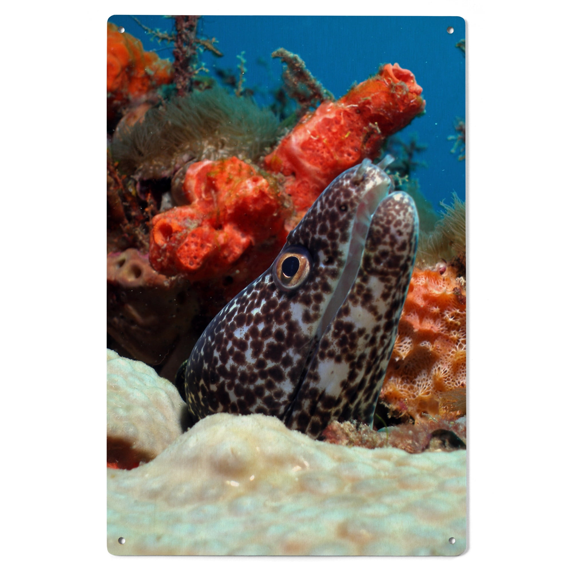 Moray Eel and Coral Birch Wood Wall Sign (6x9 Rustic Home Decor, Ready ...