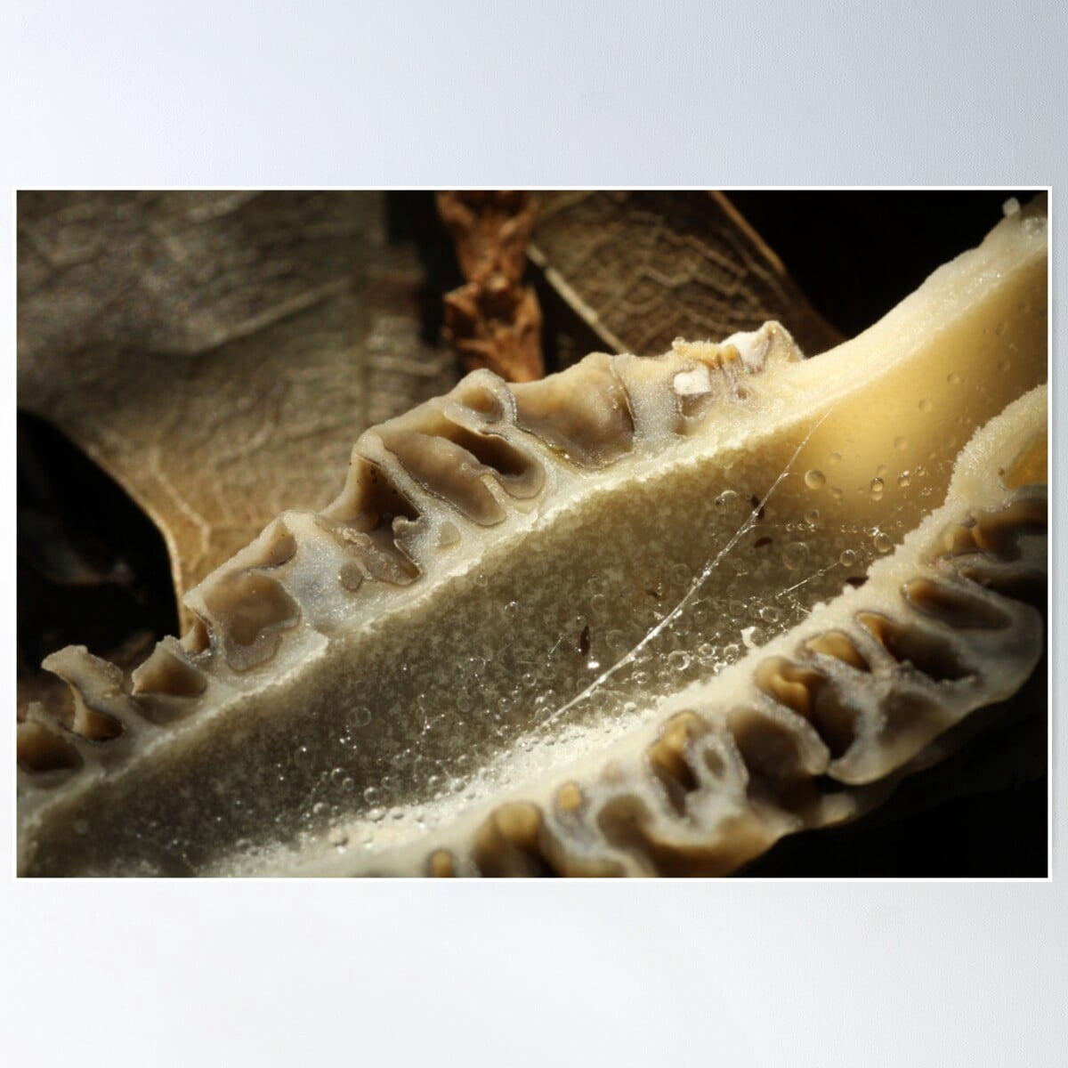 Morel Cross Section Poster Wall Art, Modern Wall Decor For Living Room ...