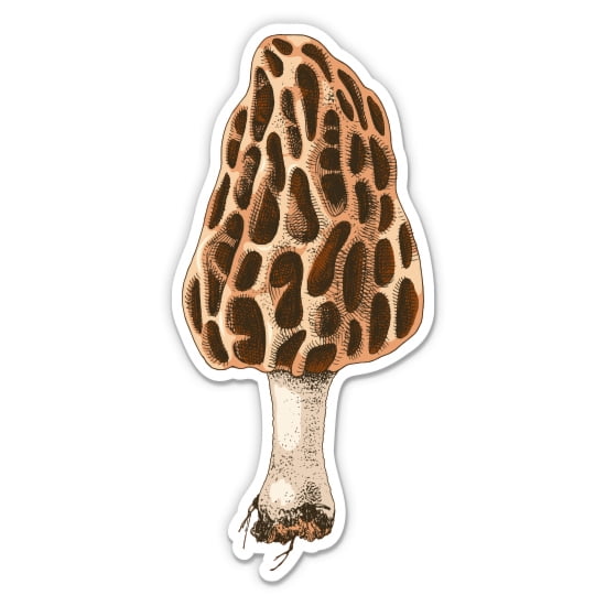 Morel Mushroom - 3" Vinyl Sticker - For Car Laptop Water Bottle Phone ...