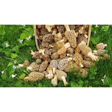 TRUE Morel Mushroom Indoor Grow Kit - Plant and Harvest at Home or ...