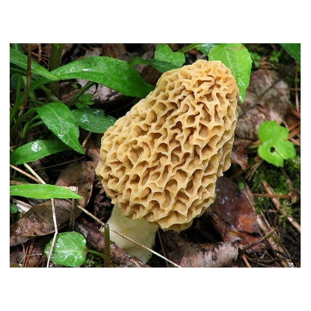 Morel Mushroom Spores in Sawdust Bag Garden Mushrooms Spore Grow Kit ...
