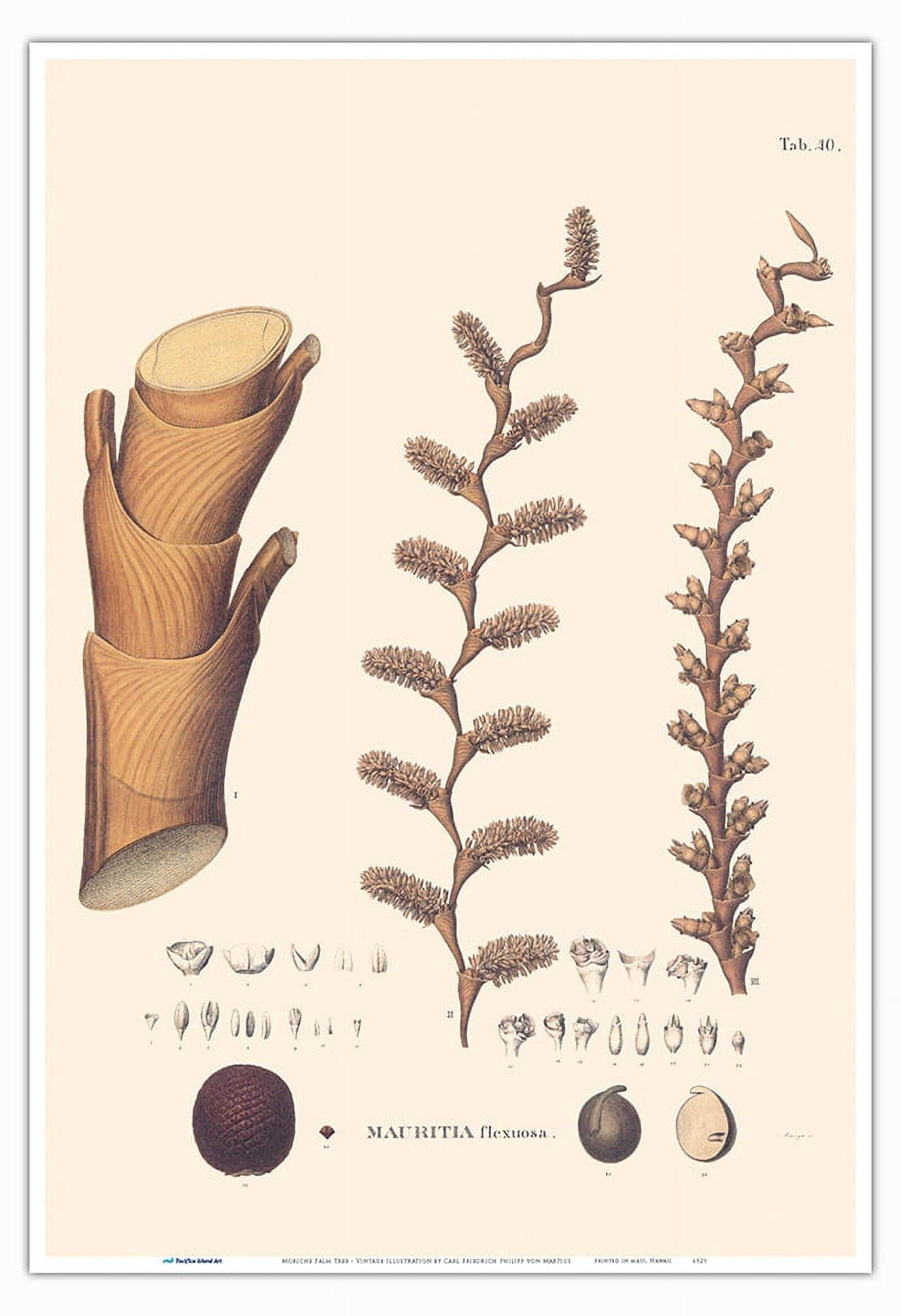 Moriche Palm Tree (Mauritia Flexuosa) - Vintage Botanical Illustration ...