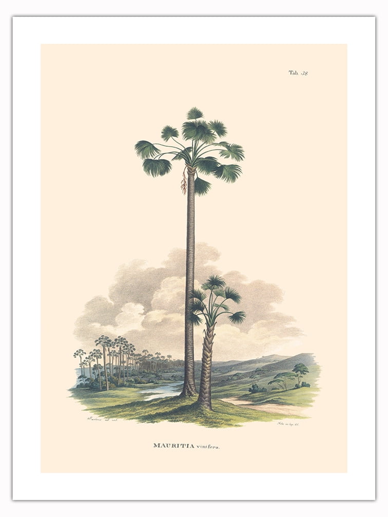 Moriche Palm Tree (Mauritia Vinifera) - Vintage Botanical Illustration by Carl Friedrich Philipp ...
