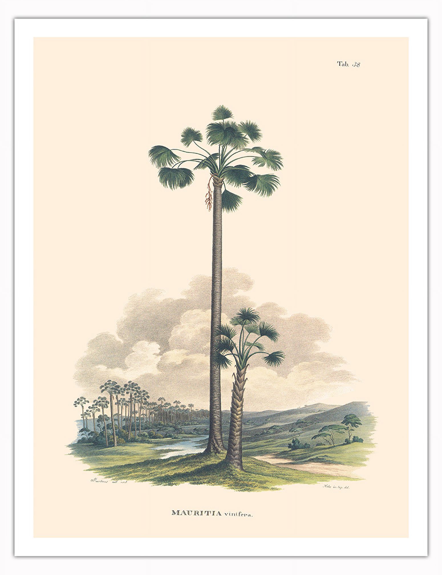 Moriche Palm Tree (Mauritia Vinifera) - Vintage Botanical Illustration ...