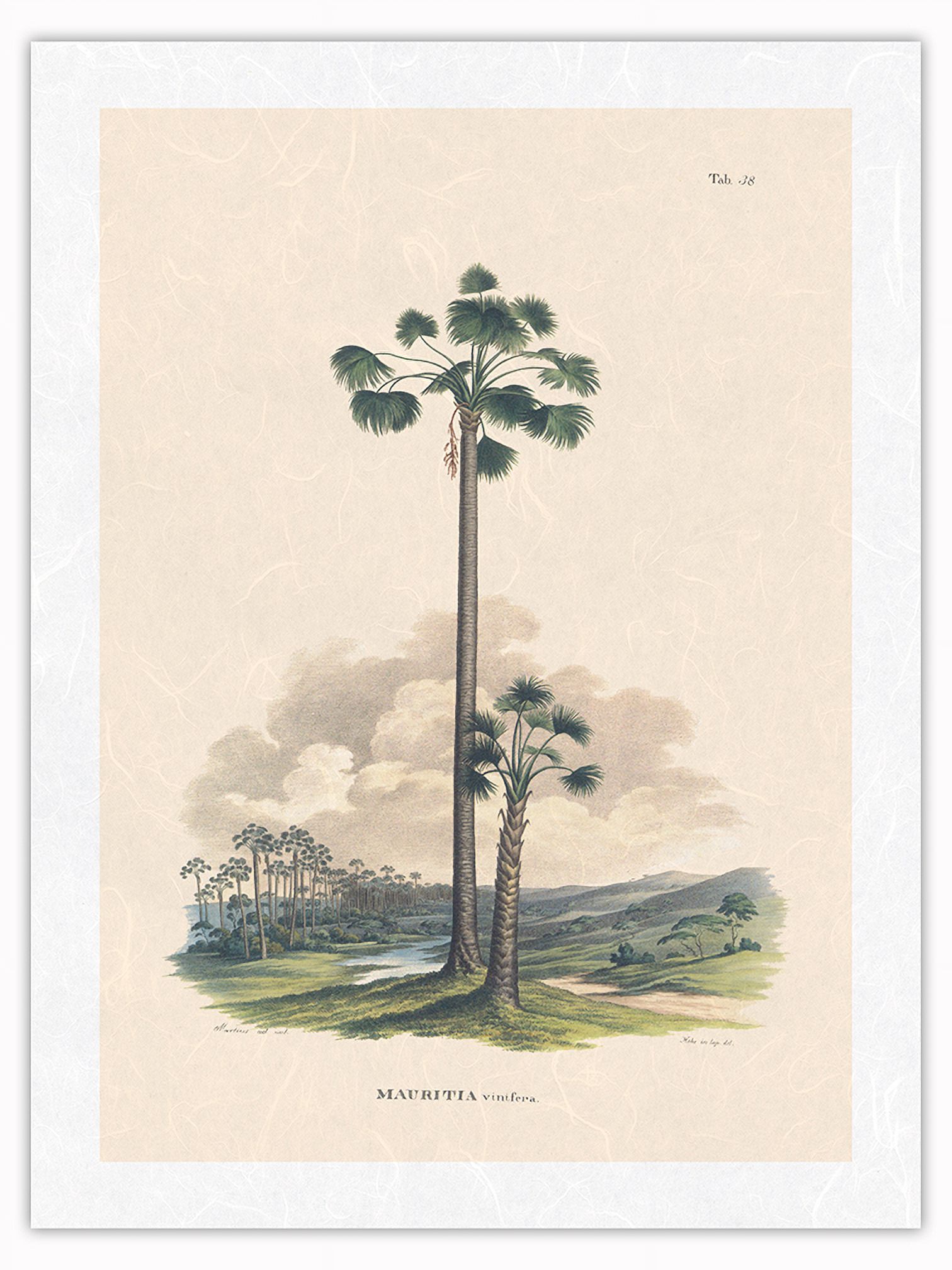 Moriche Palm Tree (Mauritia Vinifera) - Vintage Botanical Illustration ...