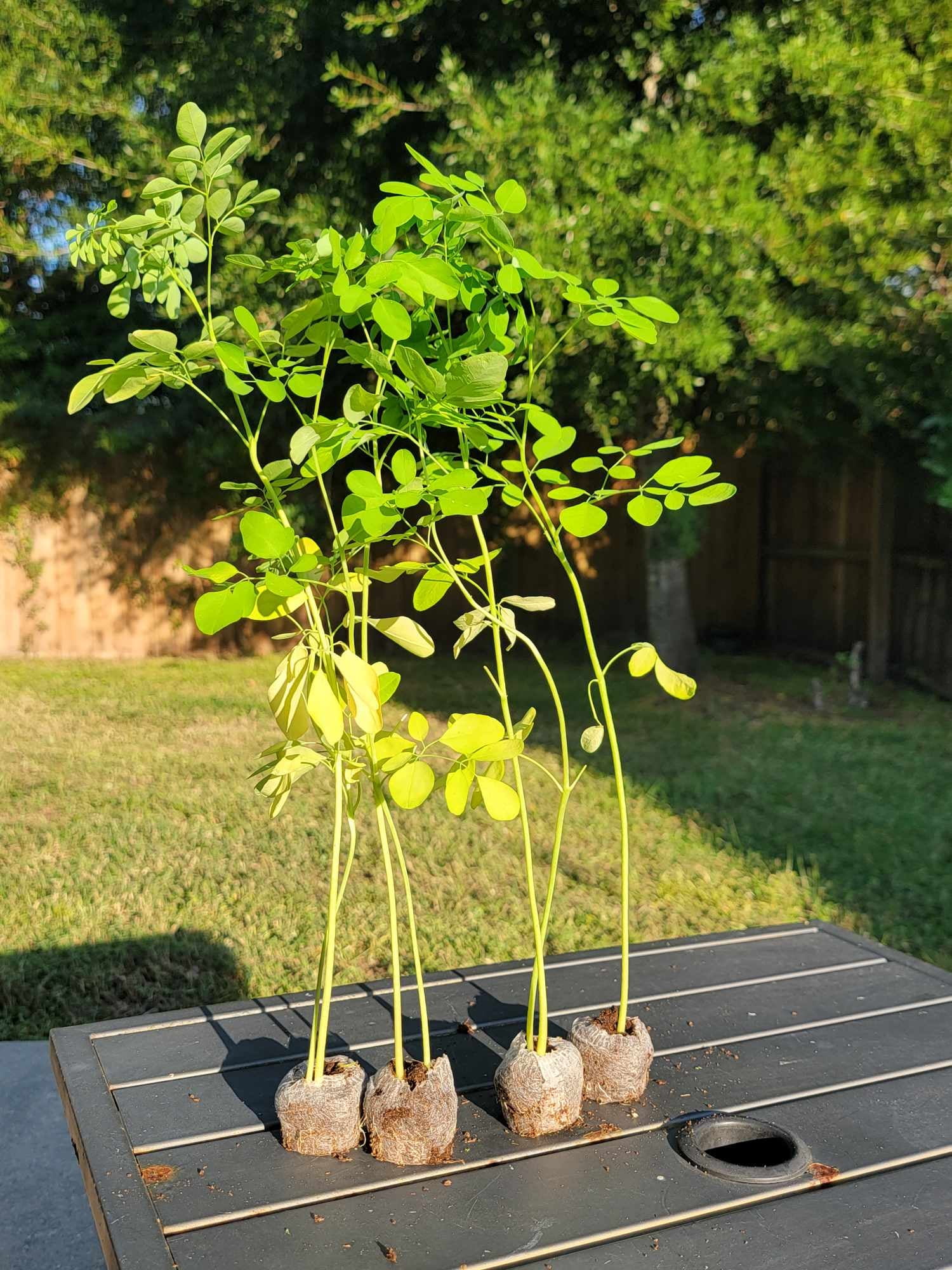 Bumble Love Nursery, Live Moringa Seedling, Edible Leaves, Partial to ...