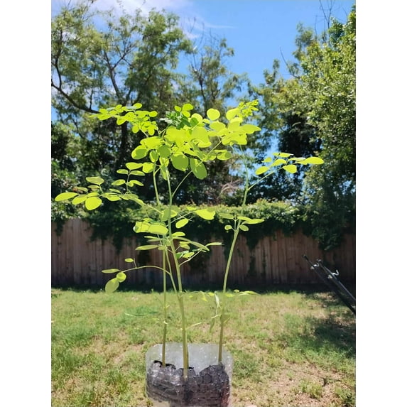 Moringa Potted Herbs: 5 Live Moringa Trees with Free Seeds - Full Sun ...