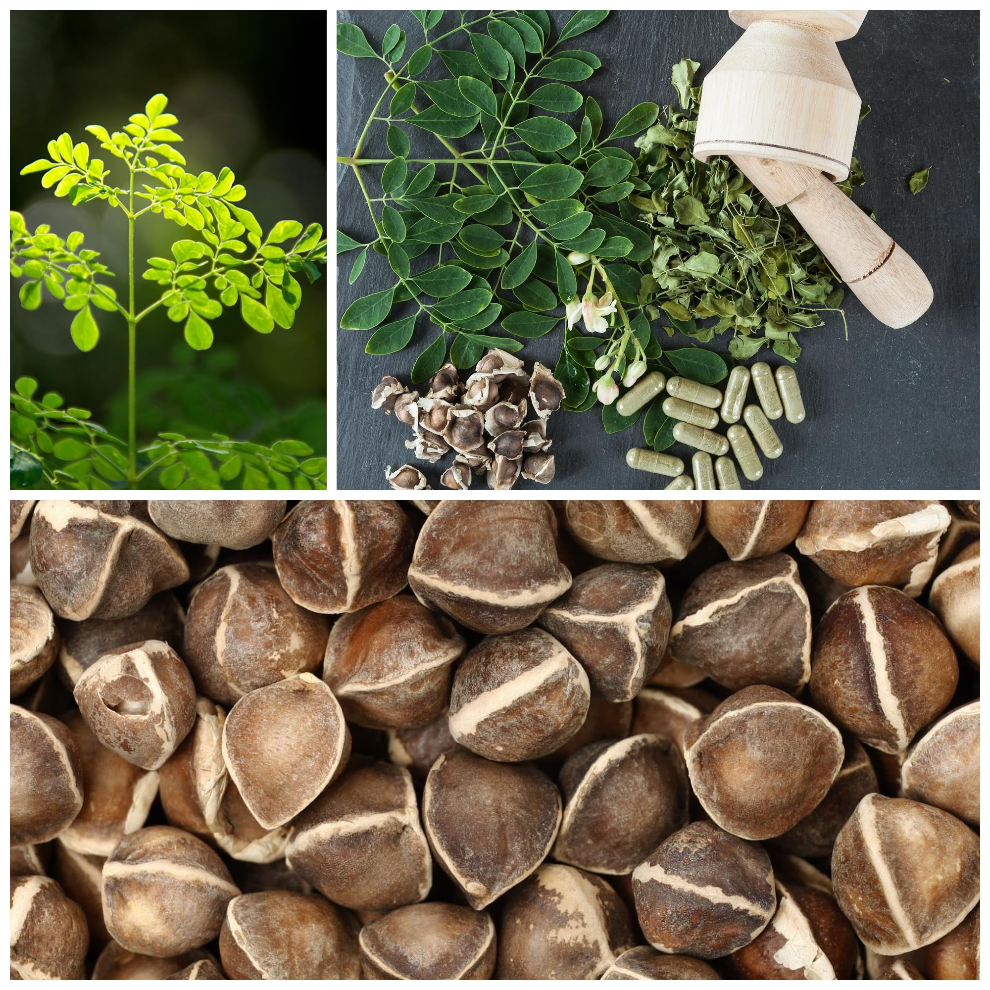 Moringa Seeds forUMRT Planting - 10 g Packet ~39+ Seeds - Grow Moringa Seeds to Eat - Moringa ...