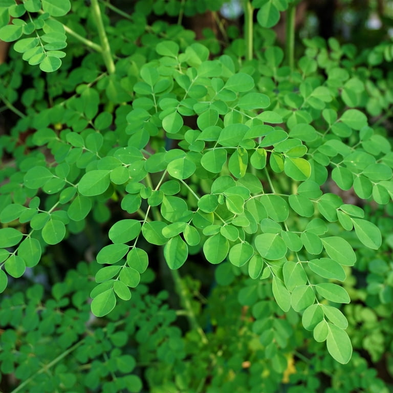 Moringa Seeds For Planting