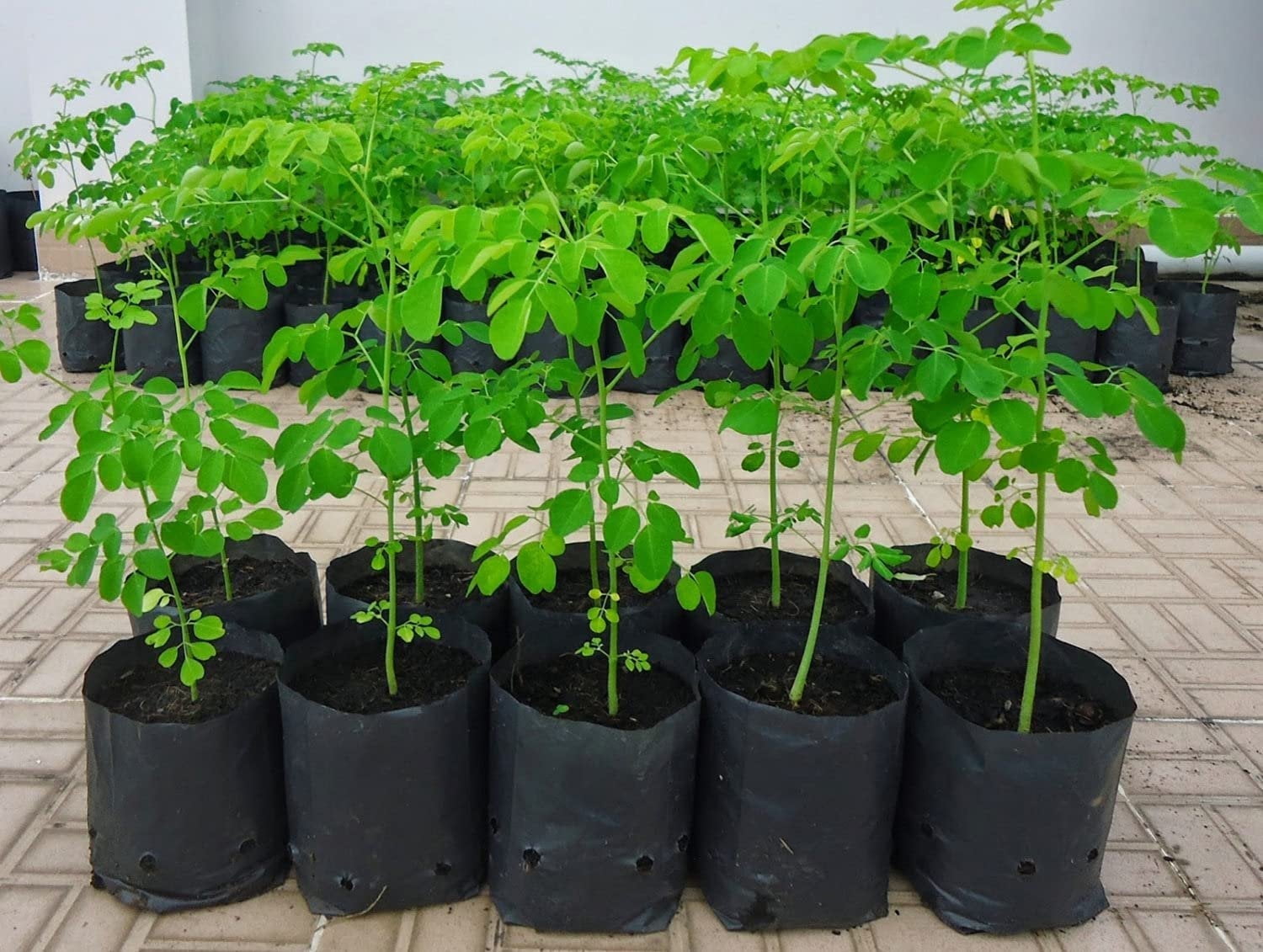 Moringa Tree - Live Tree in a 3 Gallon Pot - Moringa Oleifera - Native ...