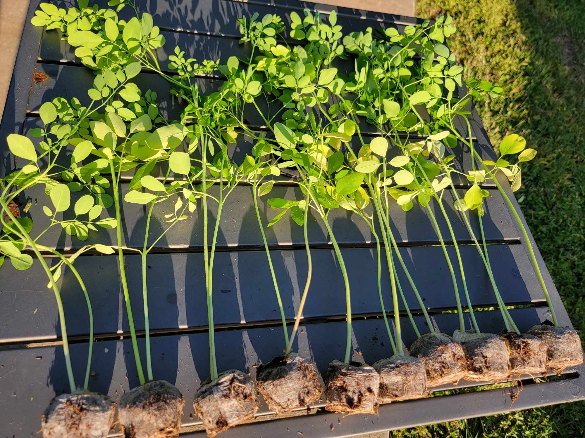 Moringa Tree Seedlings 2 Live Moringa Plants with Moringa Seeds ...