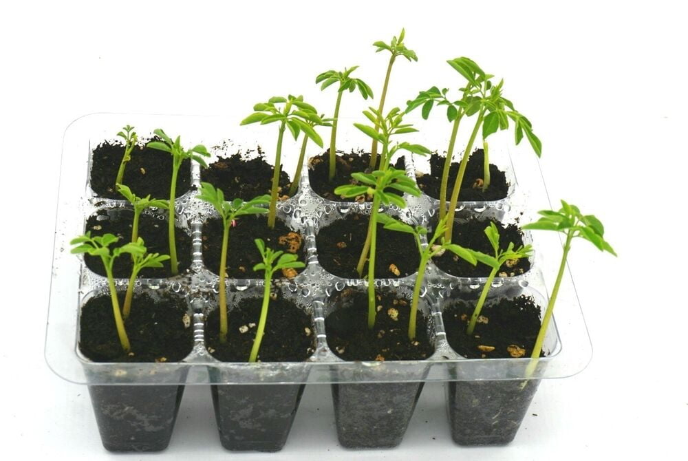 Moringa oleifera "Mini" Tree Farm (Grow kit). Open/Water/Enj - Walmart.com