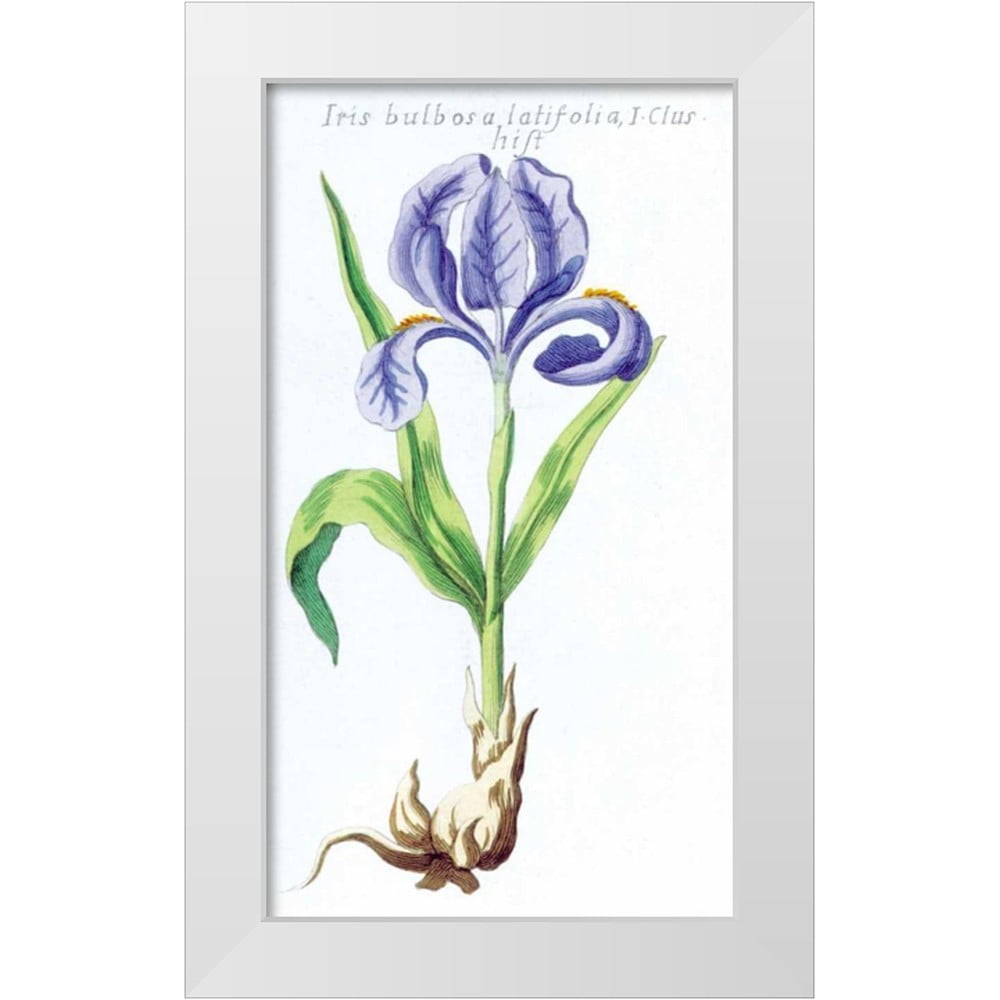 Morison, Robert 10x14 White Modern Wood Framed Museum Art Print Titled ...