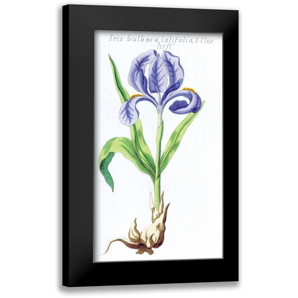 Morison, Robert 12x18 Black Modern Framed Museum Art Print Titled ...