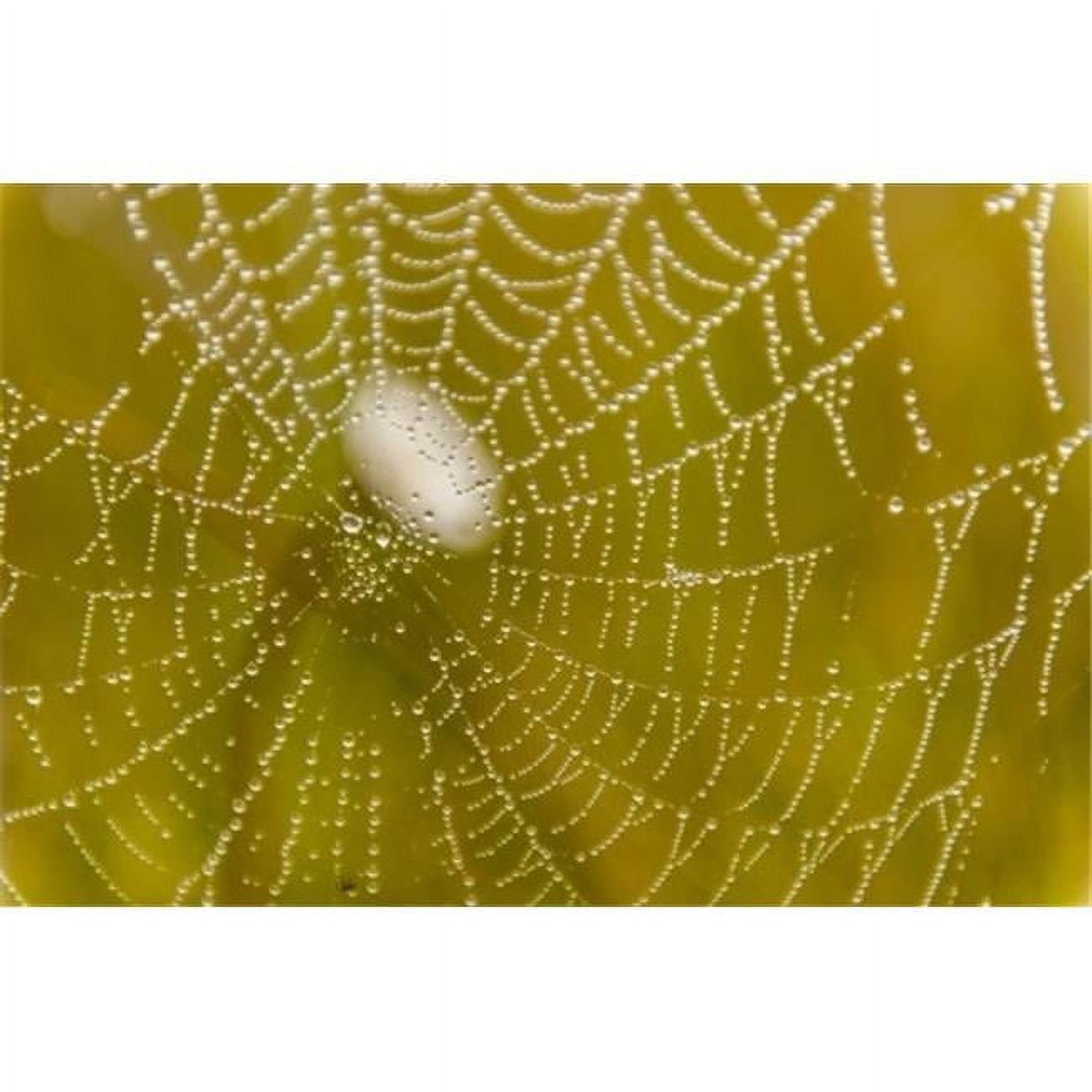 Morning Dew On A Spider Web Near Silver Salmon Creek in Lake Clark ...