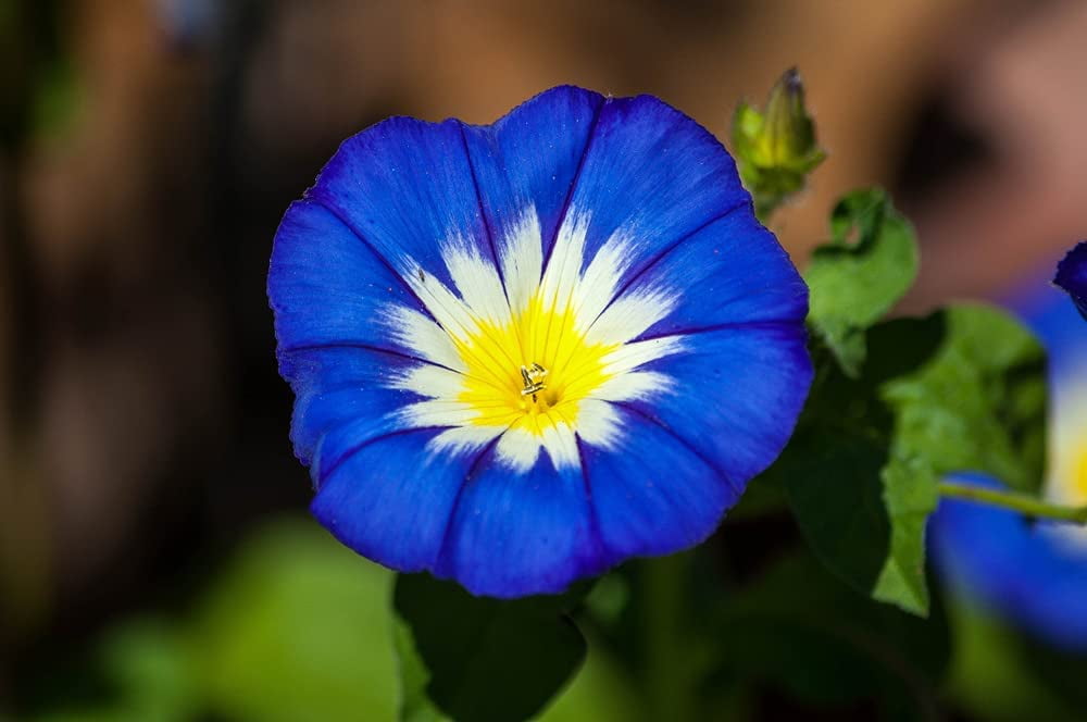 Morning Glory Ensign Roya Blue Seeds | 100 Seeds to Plant | Beautiful ...