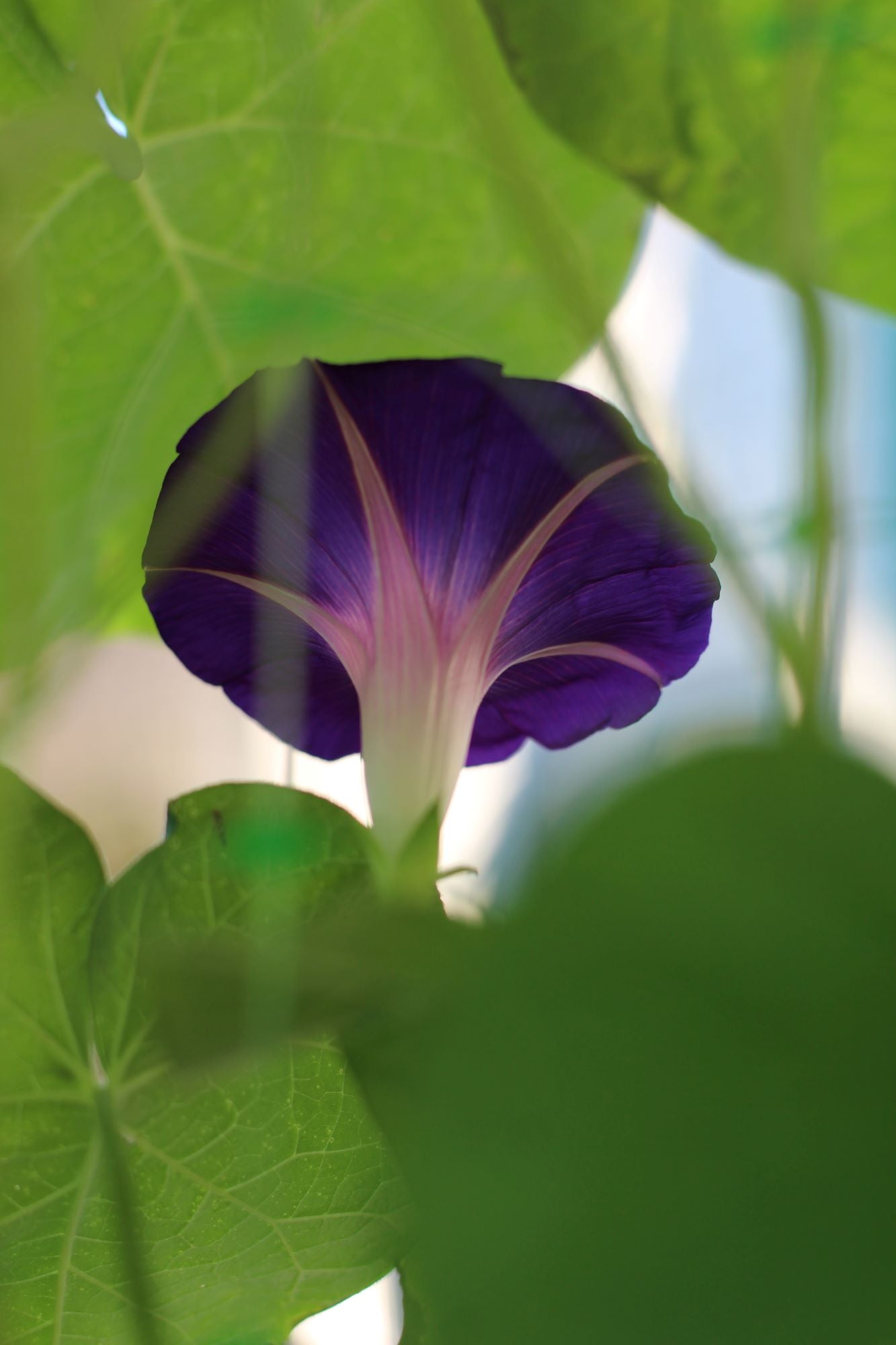 Morning Glory Grandpa Ott Flower/Annual/Full Sun/200 Seeds 1/4 oz ...